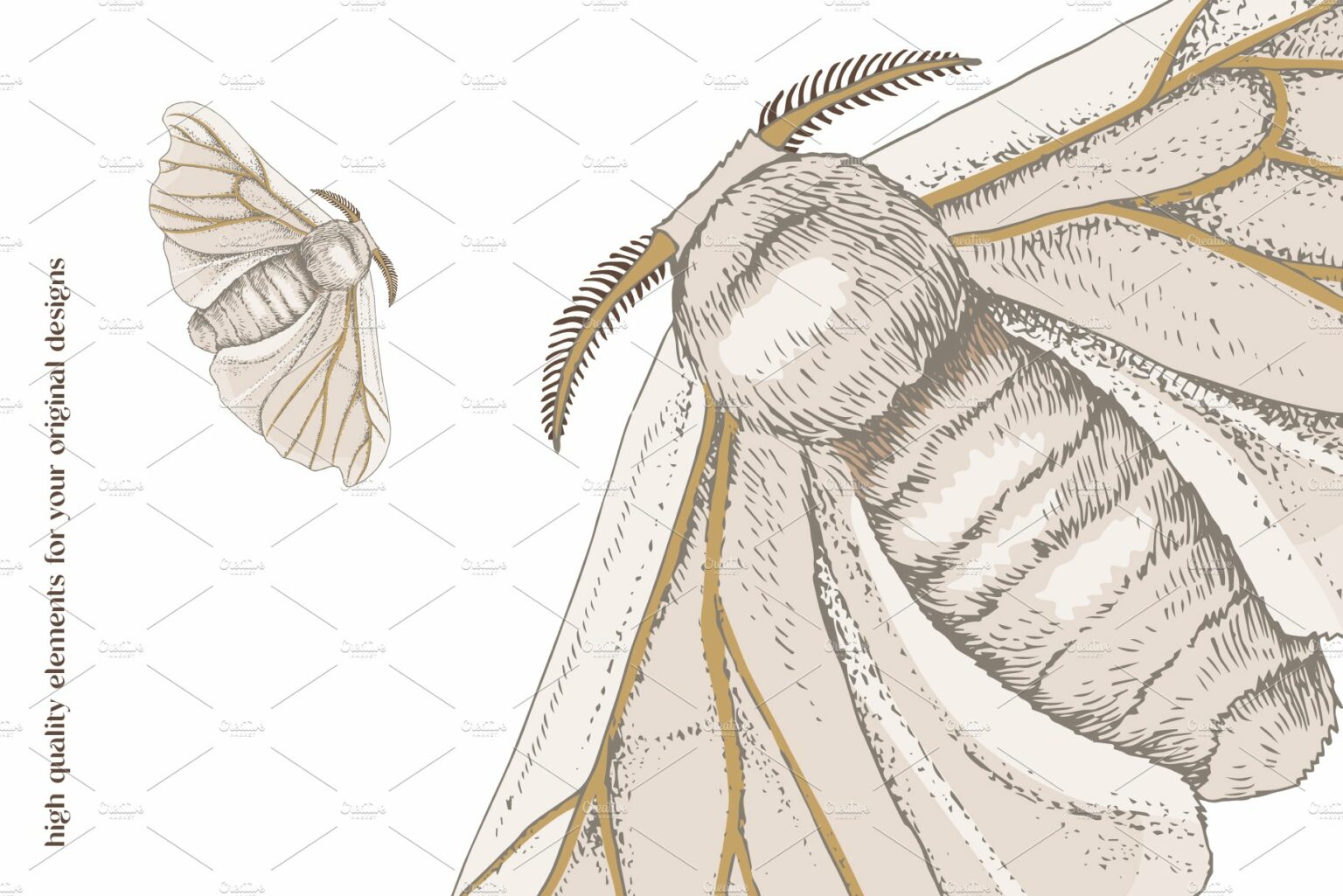 Silk moth metamorphosis – MasterBundles