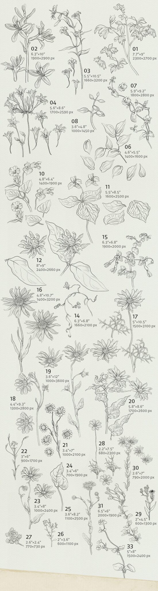 Pencil flowers | delicate drawings – MasterBundles