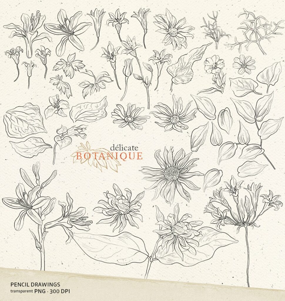 Pencil flowers | delicate drawings – MasterBundles