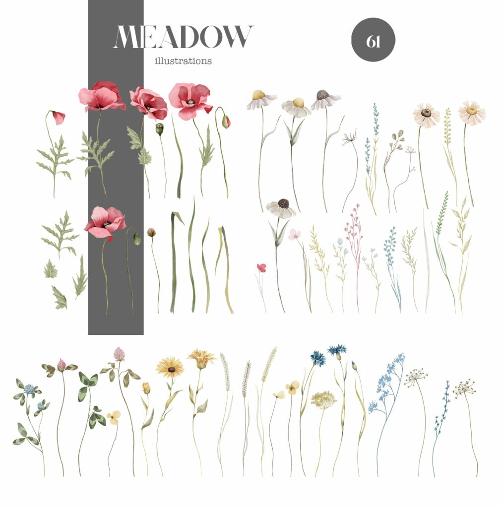 Meadow flowers and plants collection – MasterBundles