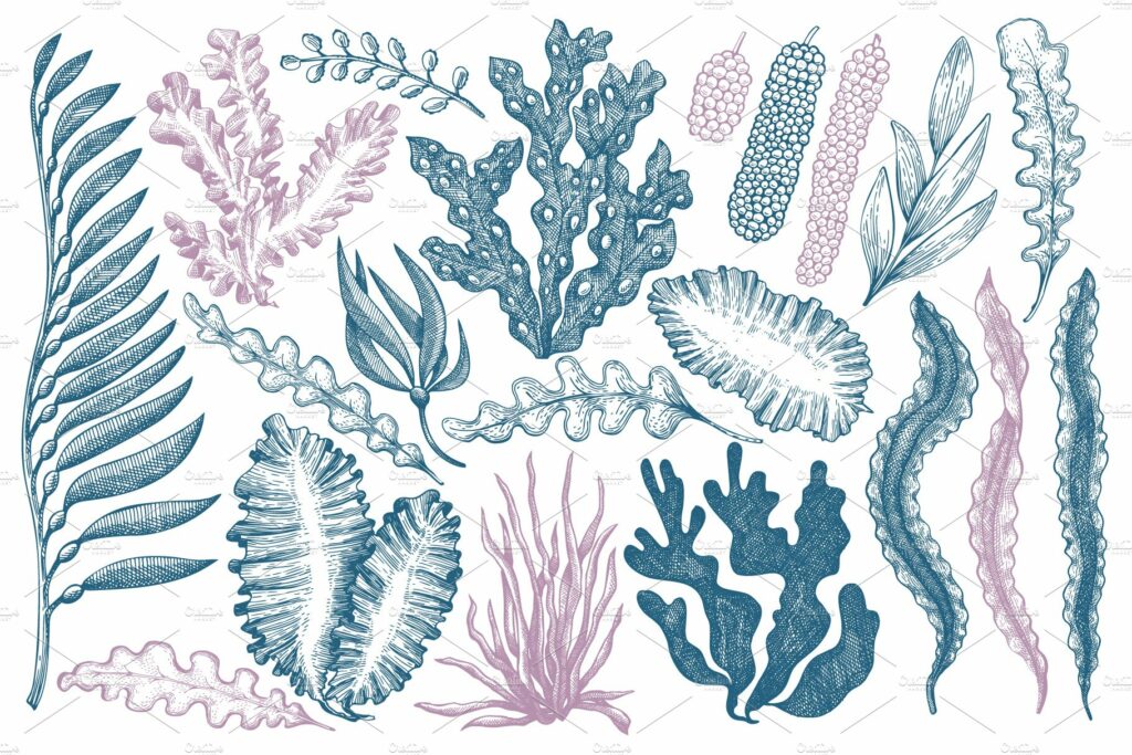 Seaweeds Vector Collection – MasterBundles