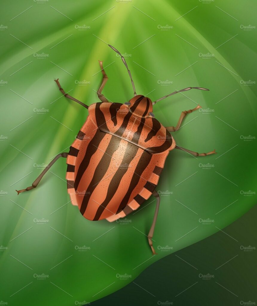 Striped shield bug – MasterBundles