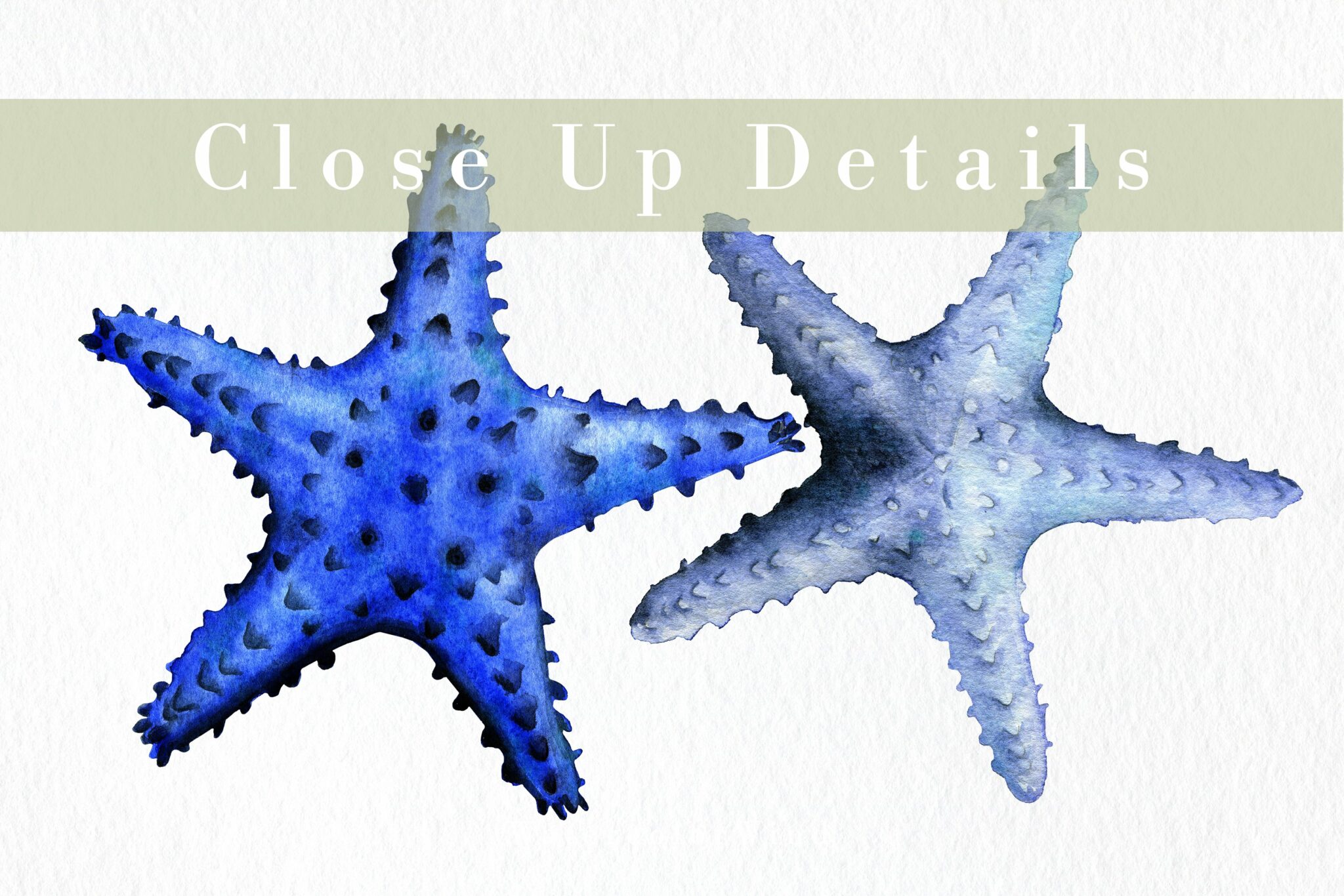 Beach Starfish Clipart Set – MasterBundles