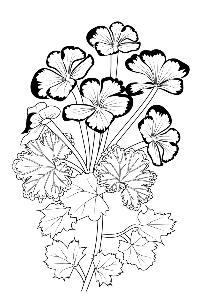 coloring easy geranium drawing, pencil geranium drawing, tattoo ...
