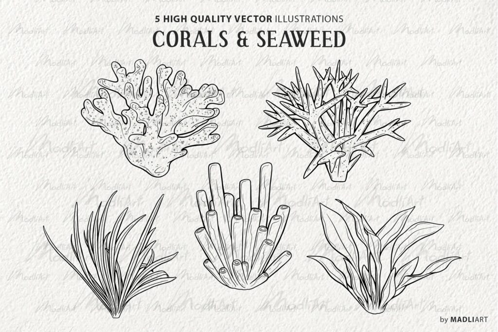 Corals & Seaweed Vector Line Art – MasterBundles