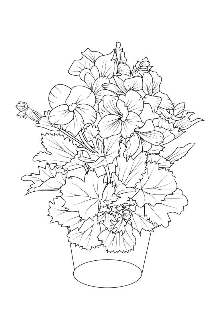 Drawing geranium illustration, geranium flower bouquet, line art ...
