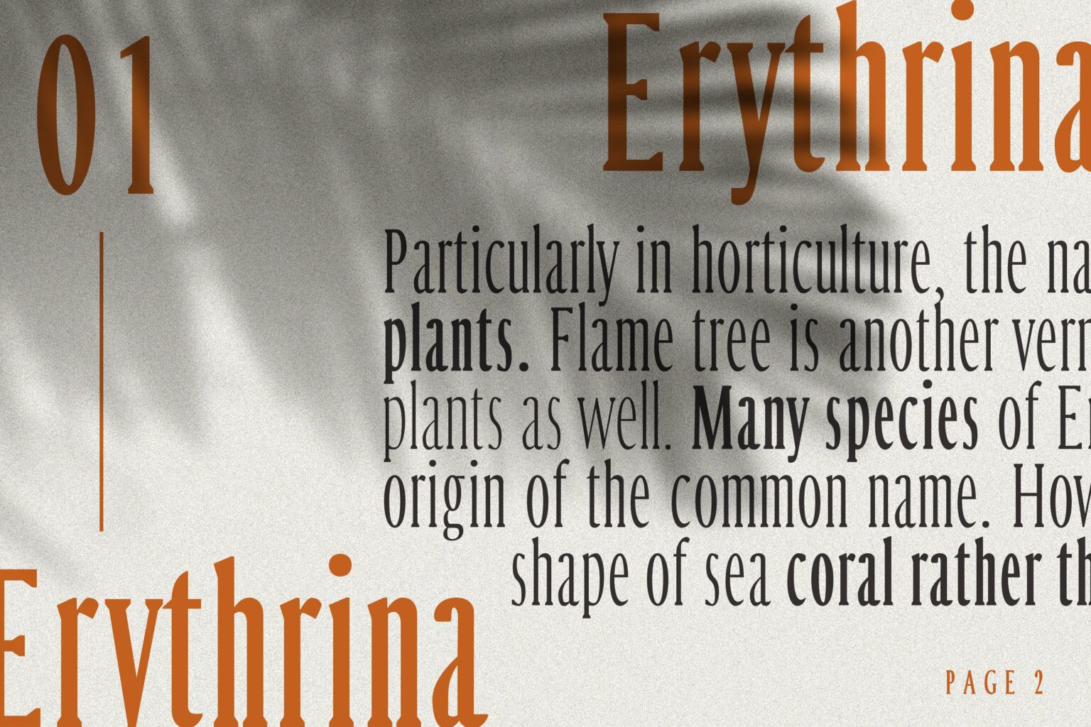 Margrite - Tall Serif Font Family – MasterBundles