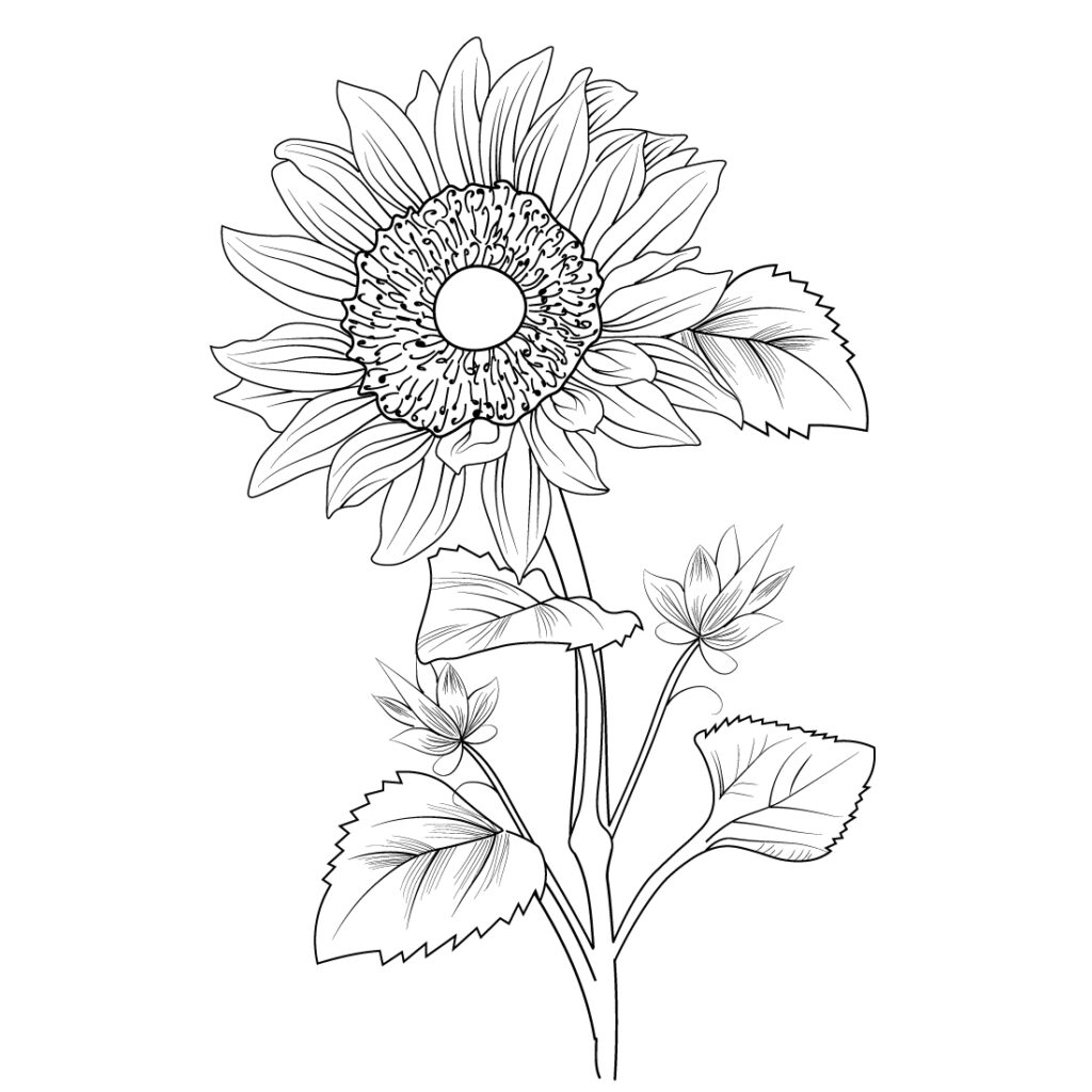simple sunflower line drawing,sunflower line art, sunflower line art ...