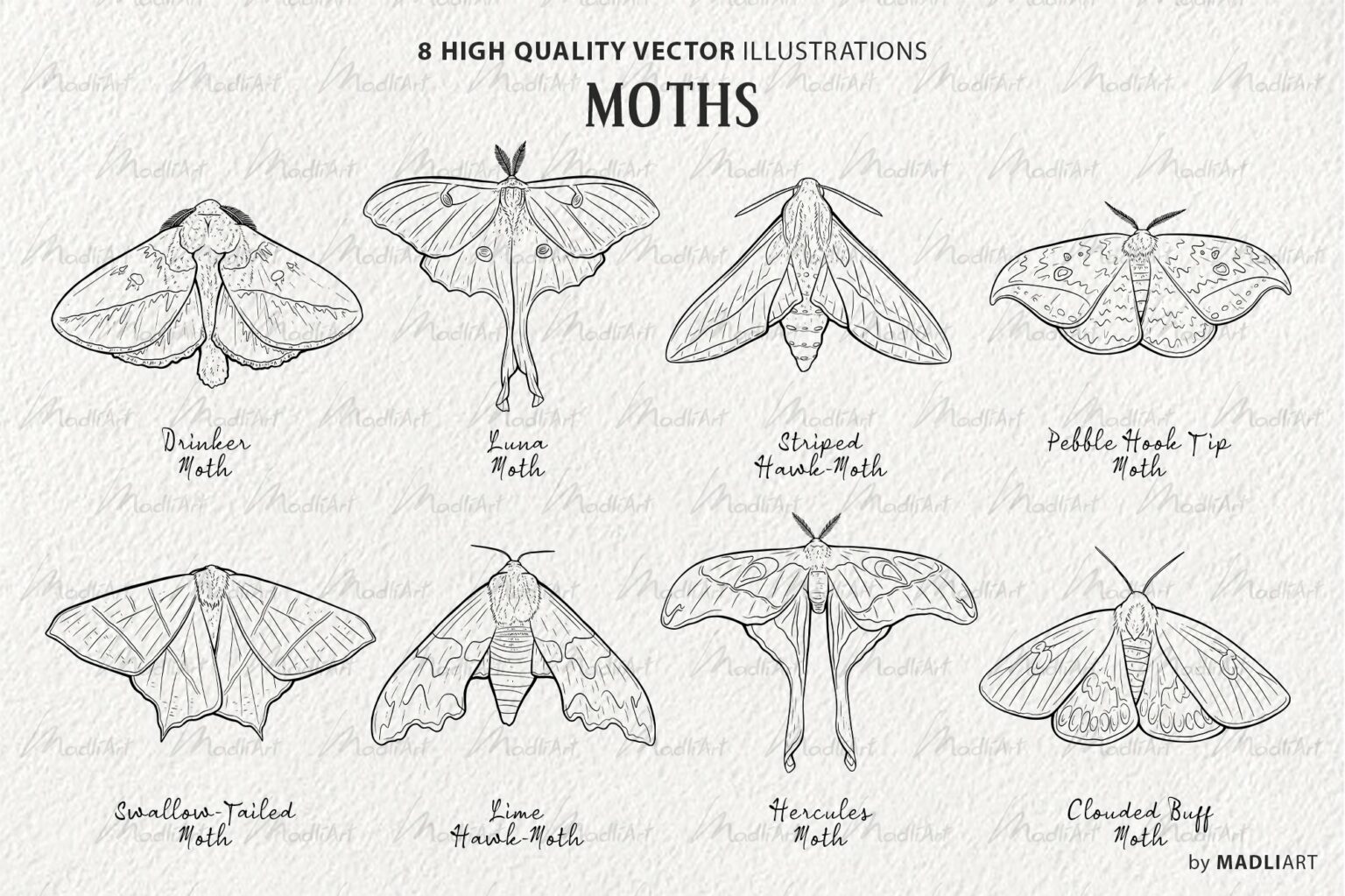 Moth Vector Clipart Bundle – MasterBundles