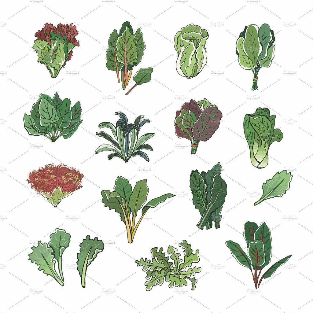100 Color Vegetables – MasterBundles
