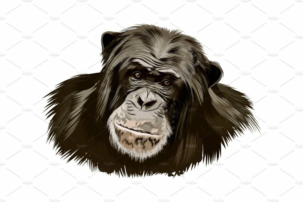 Monkey chimpanzee head portrait – MasterBundles