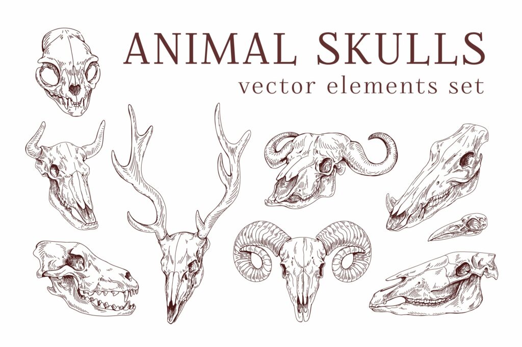 Hand drawn animal & bird skulls set – MasterBundles
