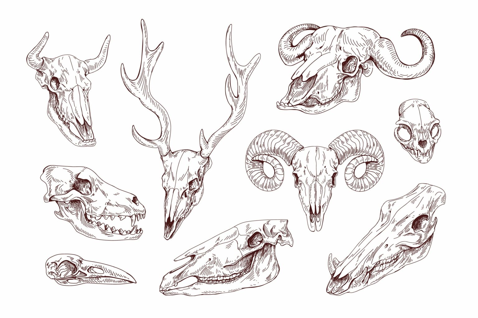Hand drawn animal & bird skulls set – MasterBundles