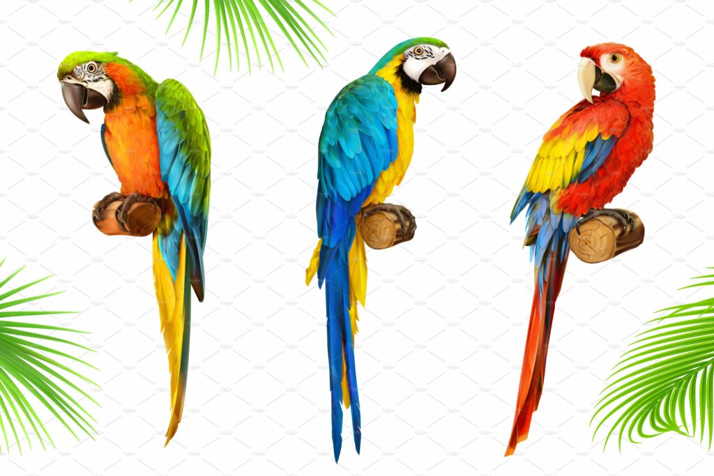 Ara parrot. Macaw. Vector – MasterBundles
