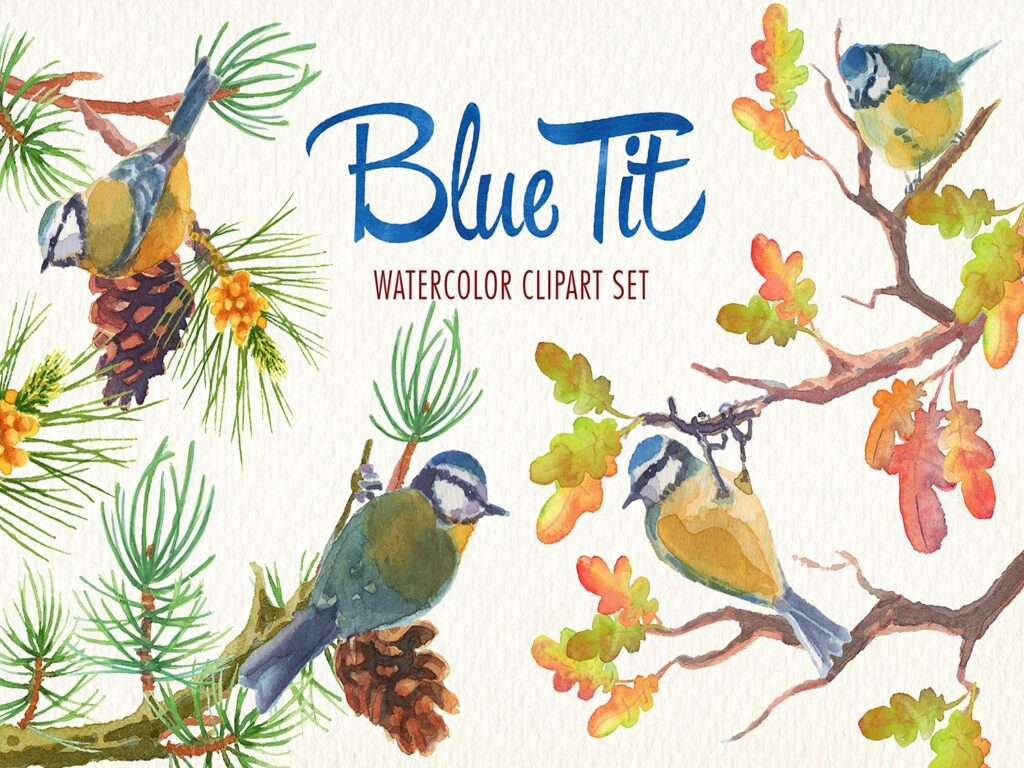 Watercolor blue tit bird clipart – MasterBundles