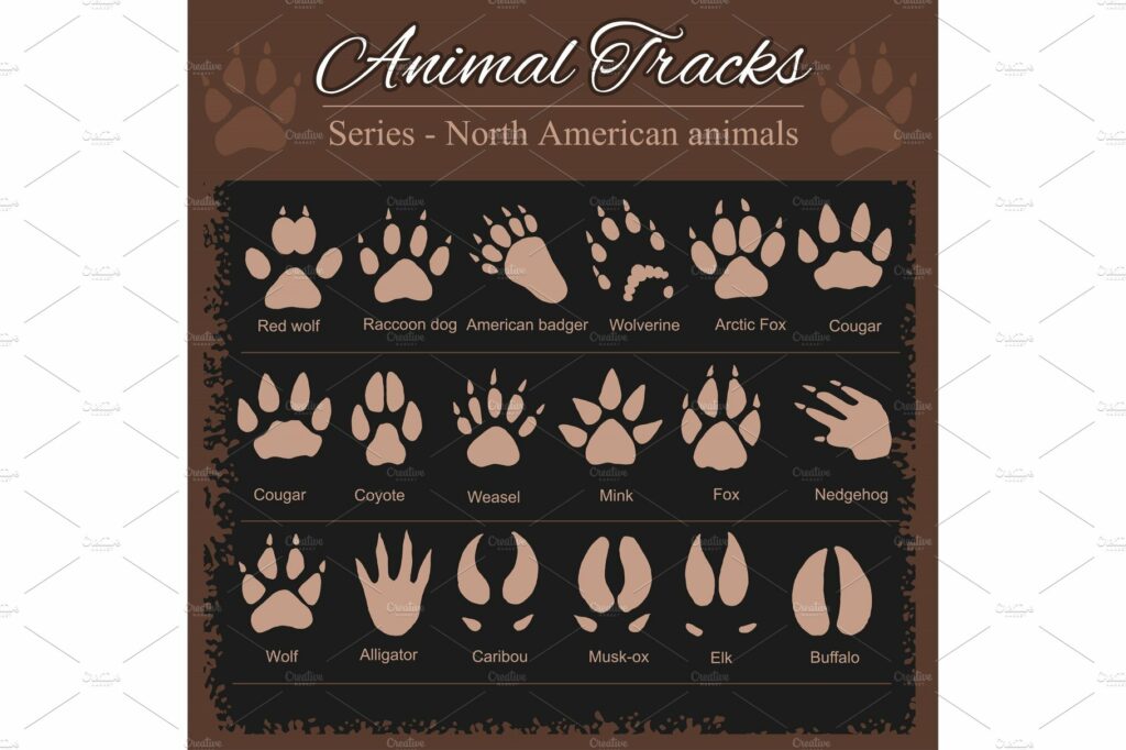 Animal Footprints - North American – MasterBundles