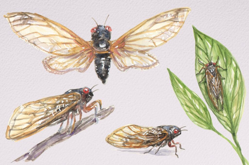 Watercolor Cicada Illustrations – MasterBundles
