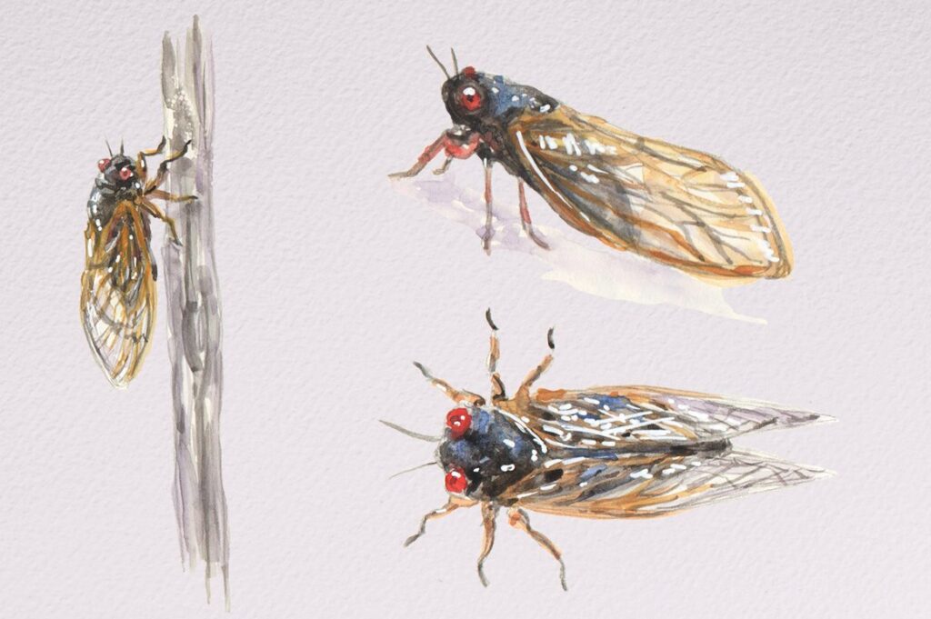 Watercolor Cicada Illustrations – MasterBundles