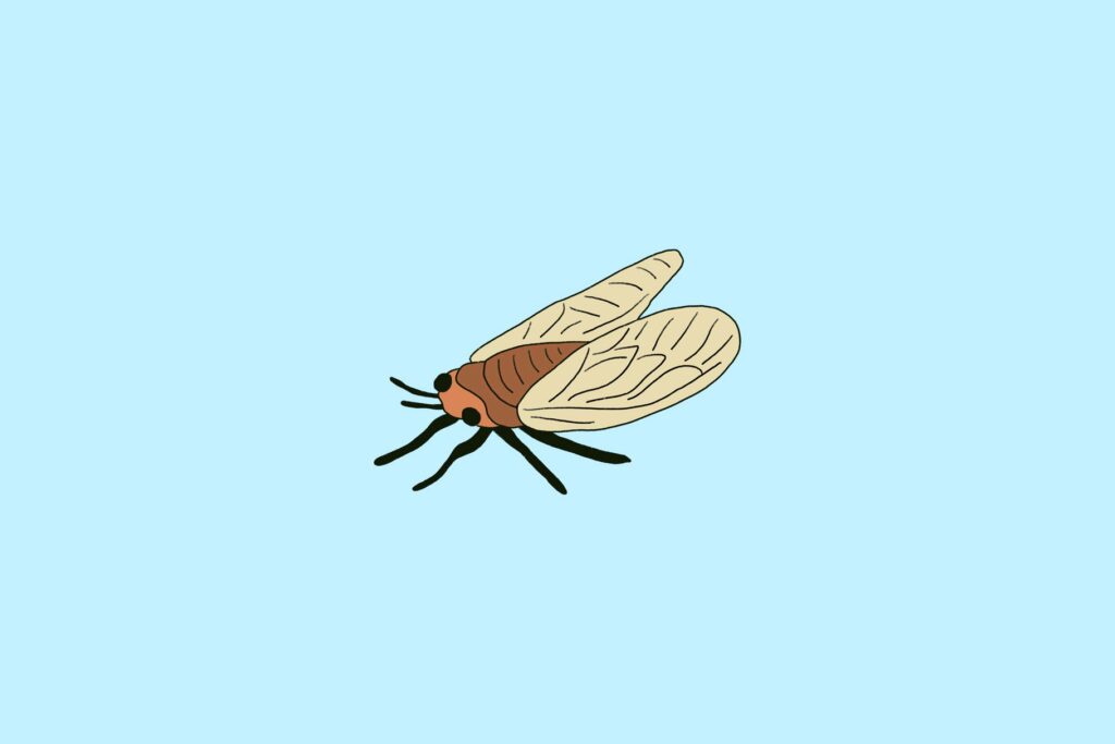 Cicadas Hand-Drawn Illustrations – MasterBundles