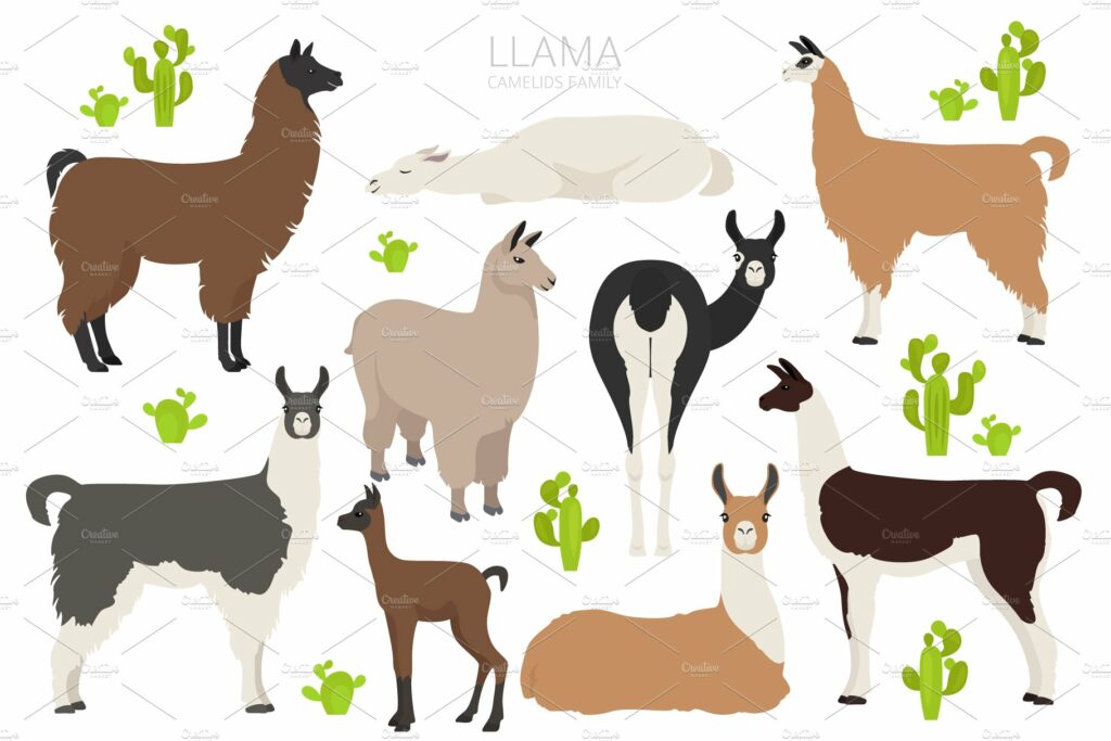 Llama clipart – MasterBundles