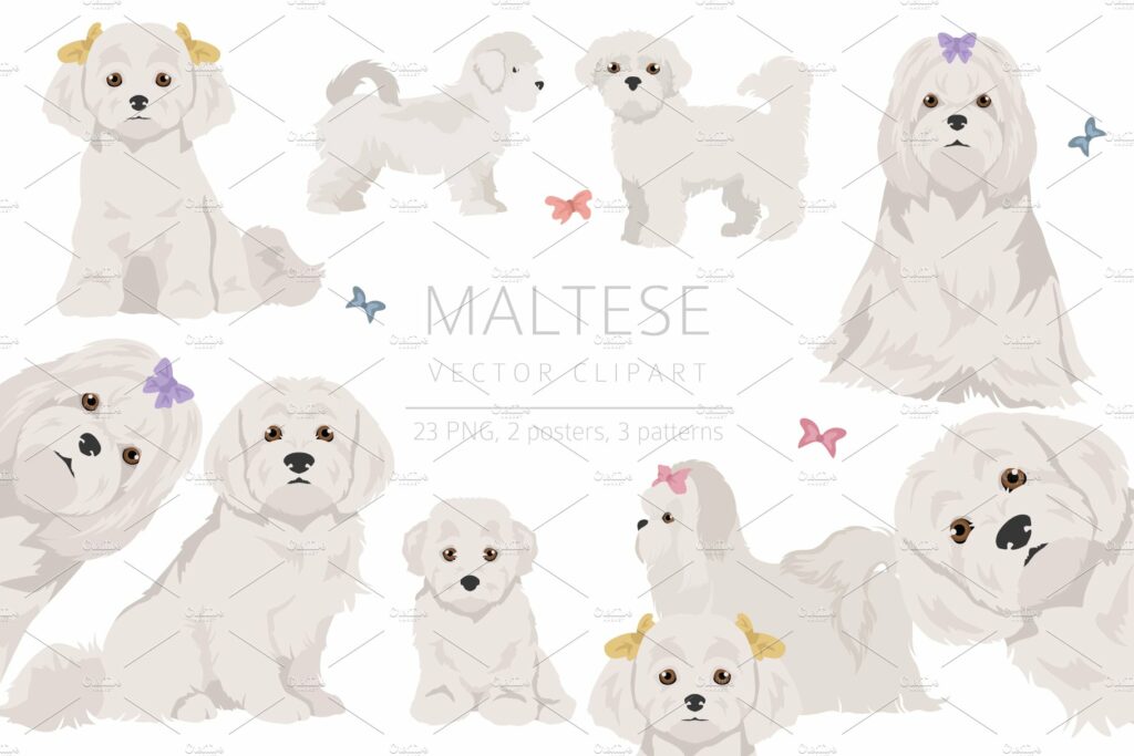 Maltese dog clipart – MasterBundles