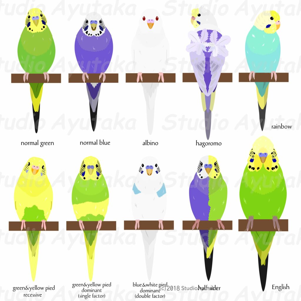 Parrotd and Parakeets bundle – MasterBundles