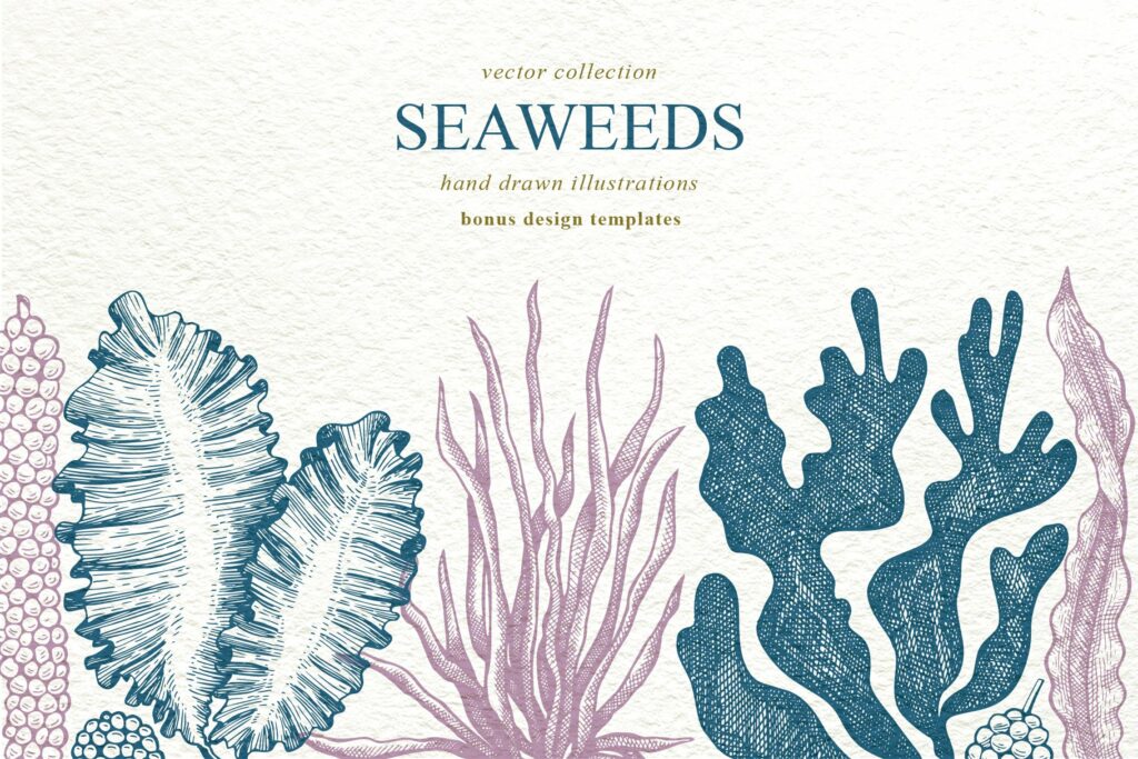 Seaweeds Vector Collection – MasterBundles