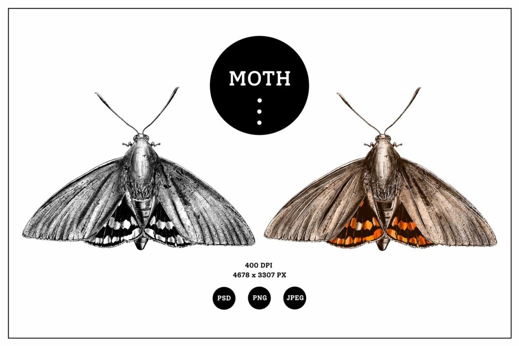 Moth – MasterBundles