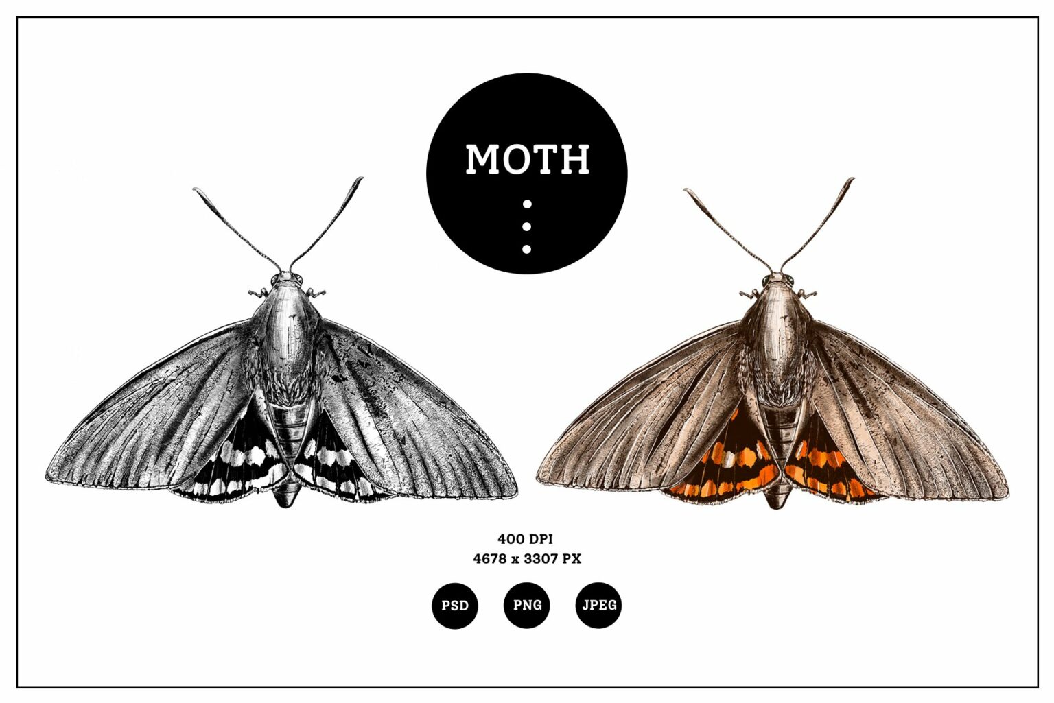 Moth – MasterBundles