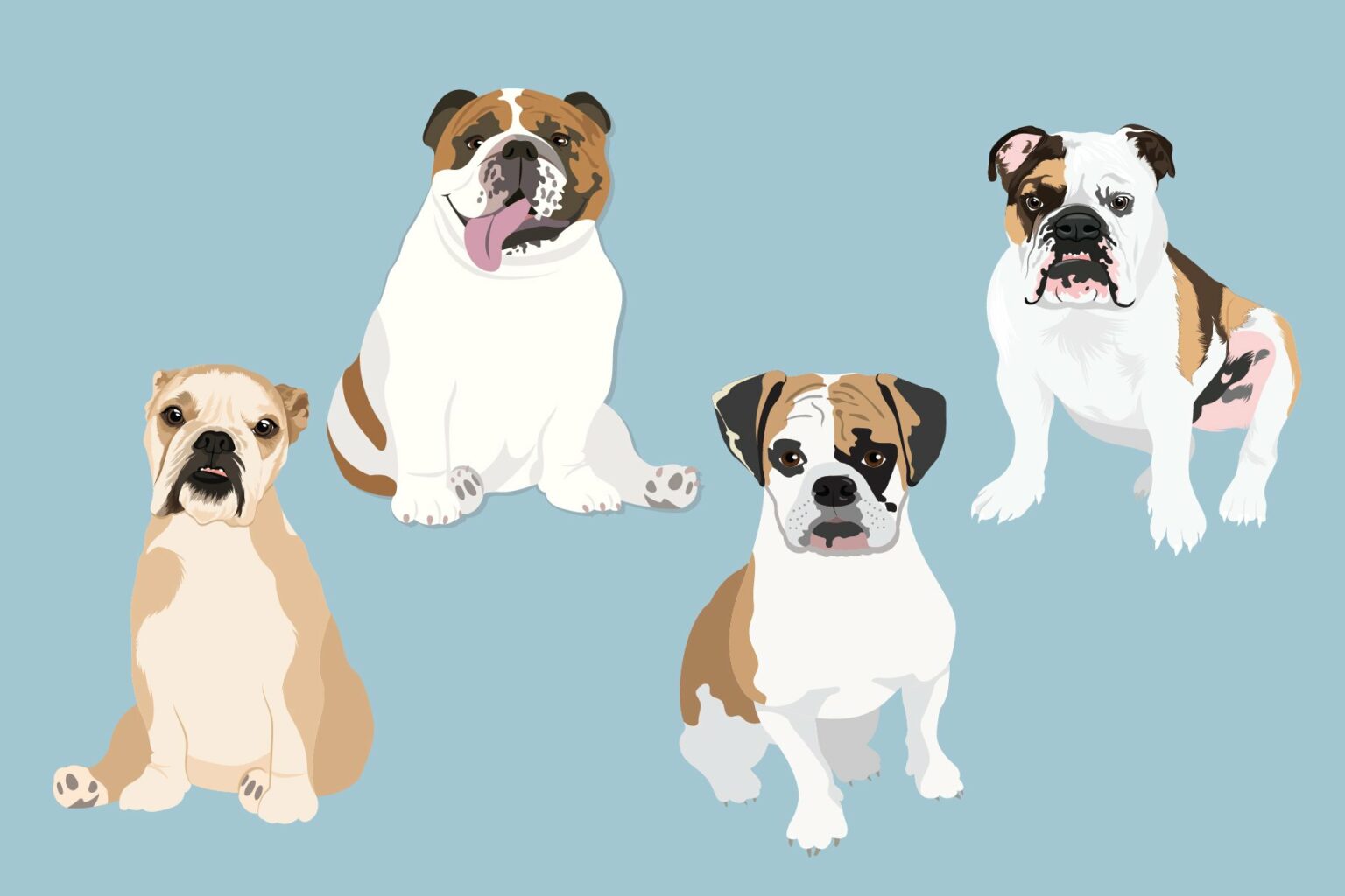 English Bulldog Vector Clip Art – MasterBundles
