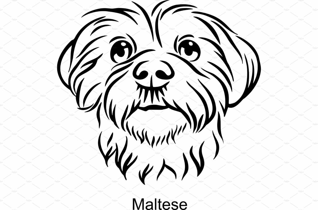 Maltese Portrait Dog in Line style - – MasterBundles