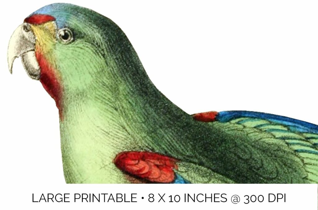 Parrot Parakeet Parrot – MasterBundles