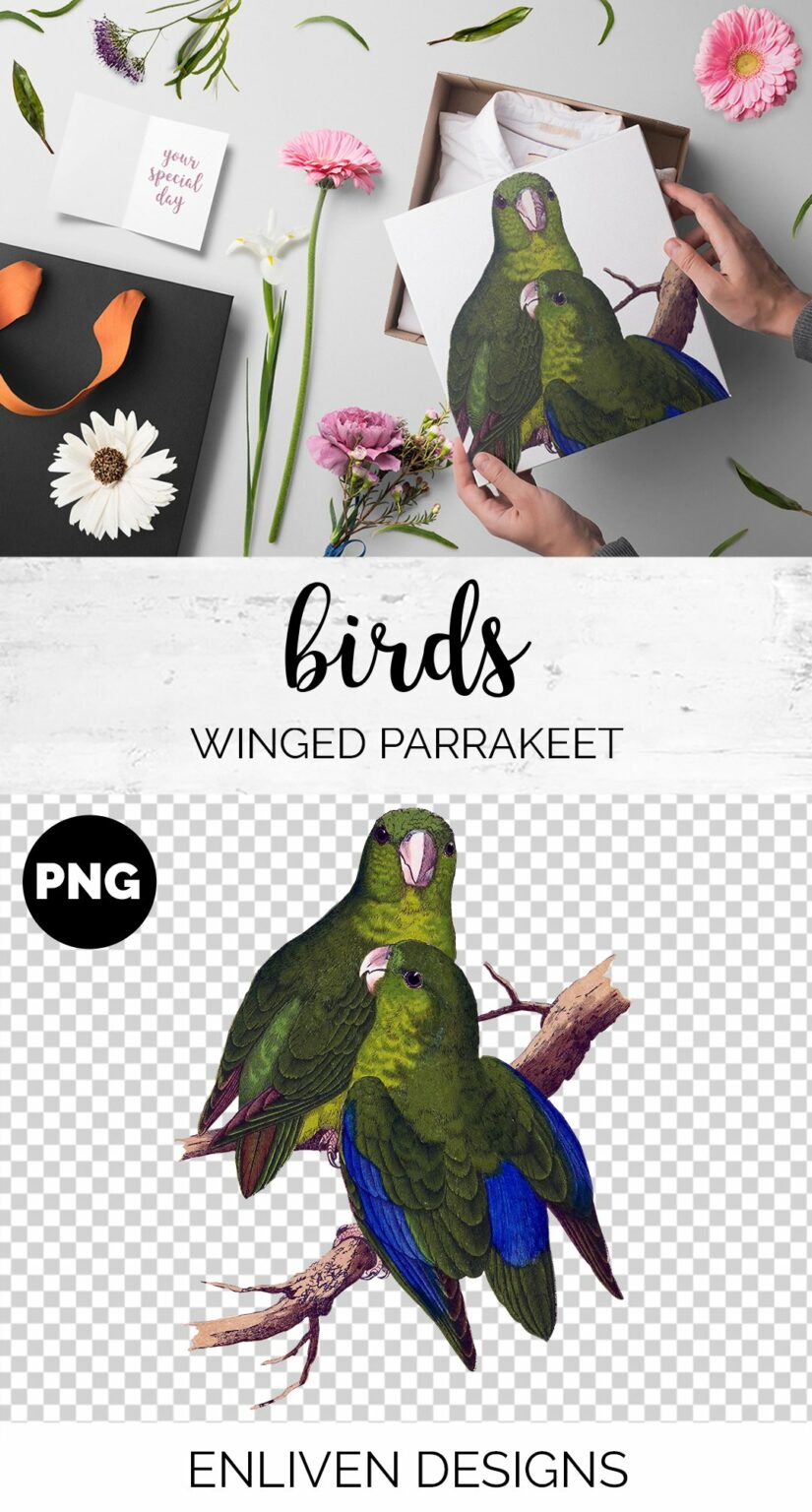 Parrot Parrakeet Parrot – MasterBundles