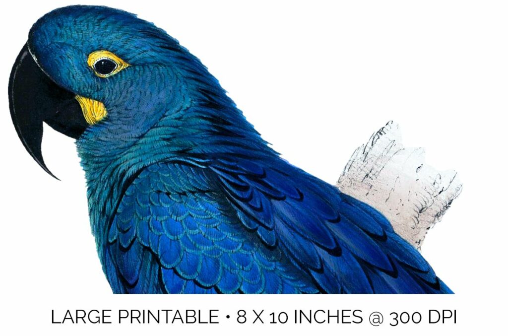 Parrot Hyacinth Macaw Blue Parrot – MasterBundles