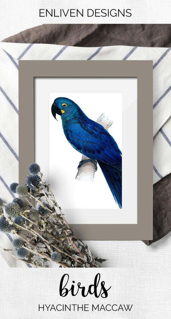 Parrot Hyacinth Macaw Blue Parrot – MasterBundles