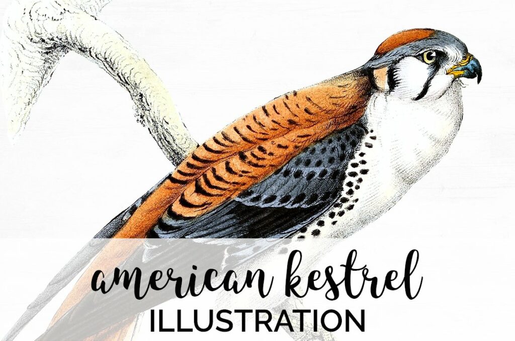 american kestrel – MasterBundles