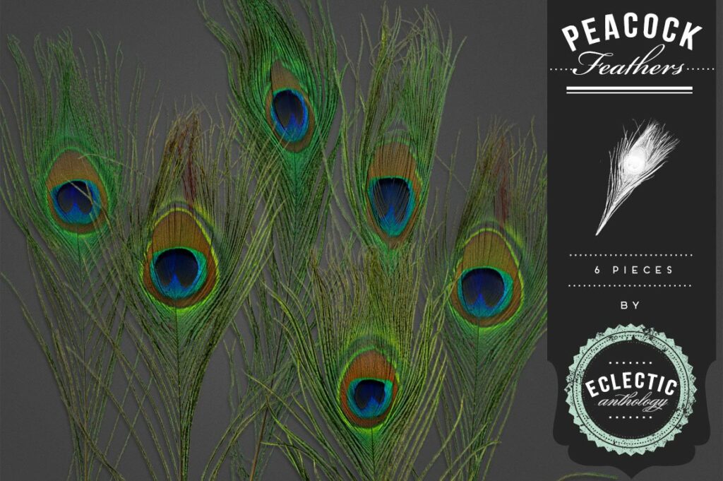 Peacock Feather Graphics – MasterBundles