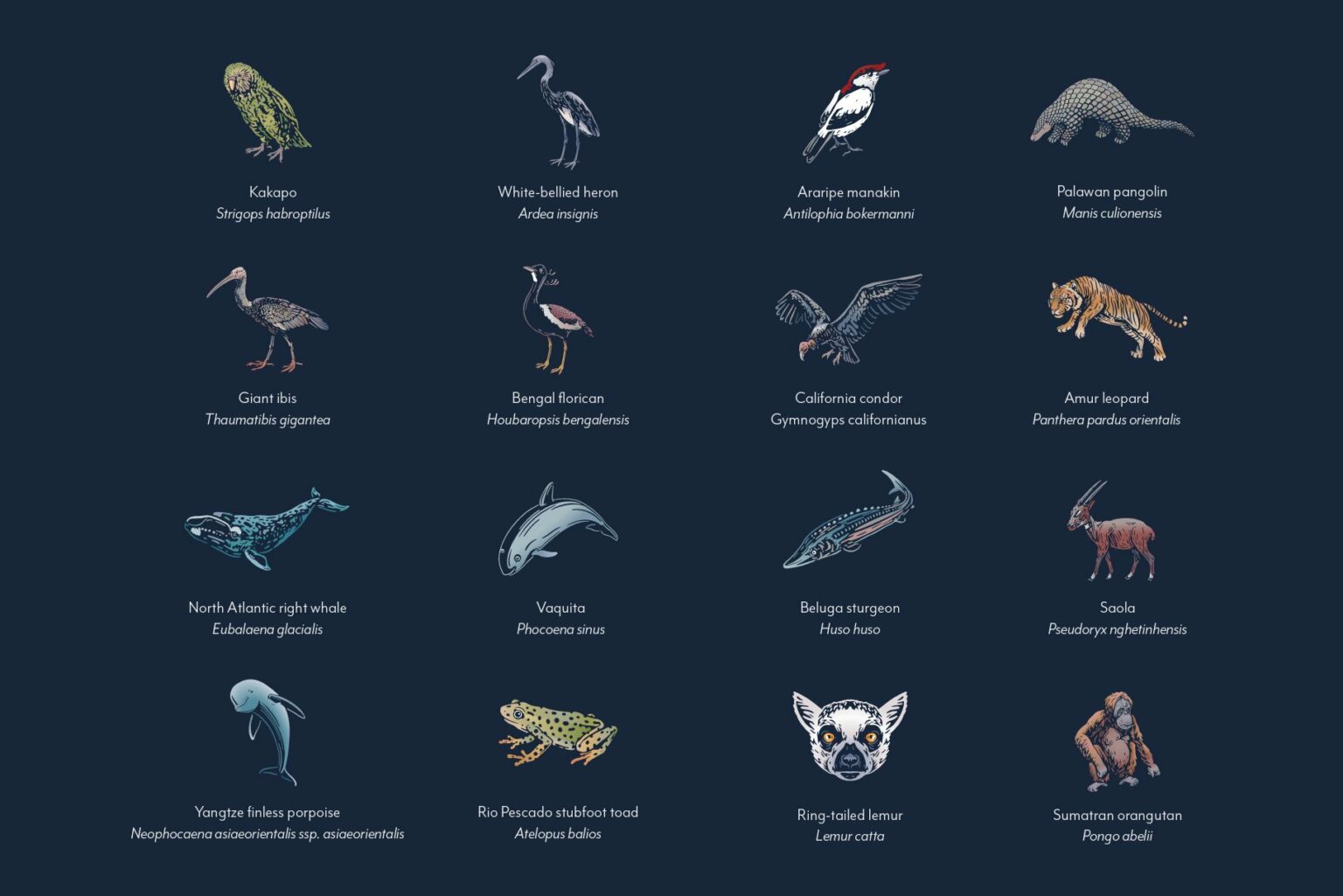 Endangered Animals Illustrations – MasterBundles