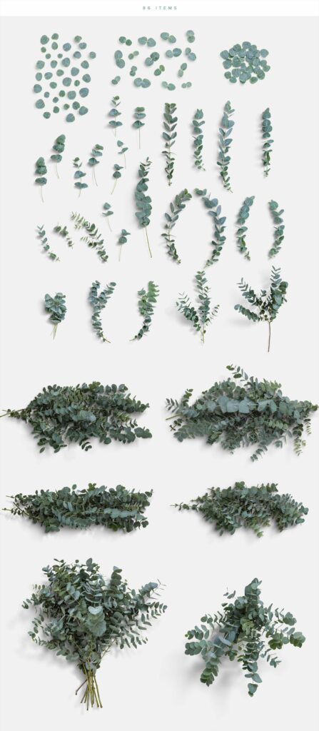 Eucalyptus Custom Scene Creator – MasterBundles