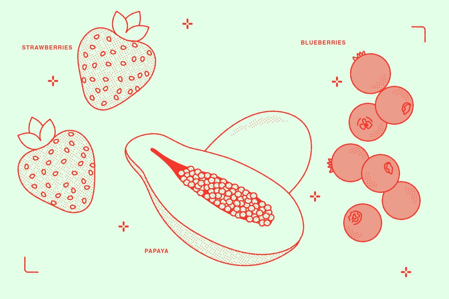 Fruits Vector Illustration – MasterBundles