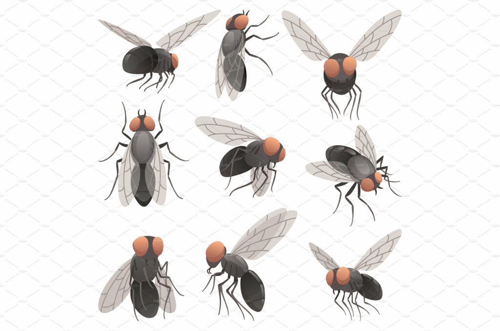 Housefly insect icon set. Wildlife – MasterBundles