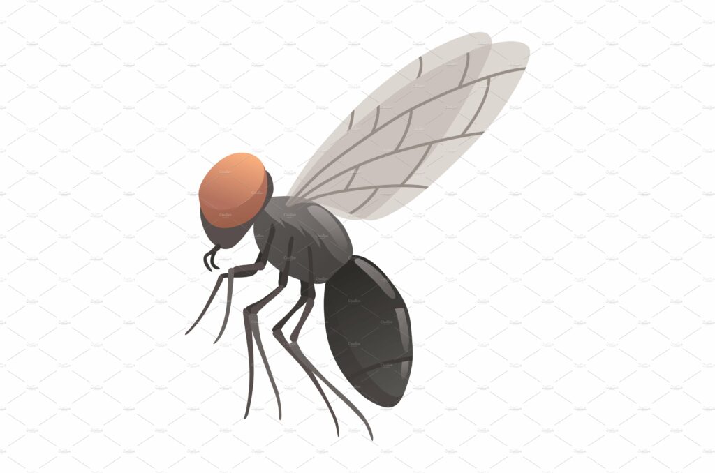 Housefly insect icon. Wildlife – MasterBundles
