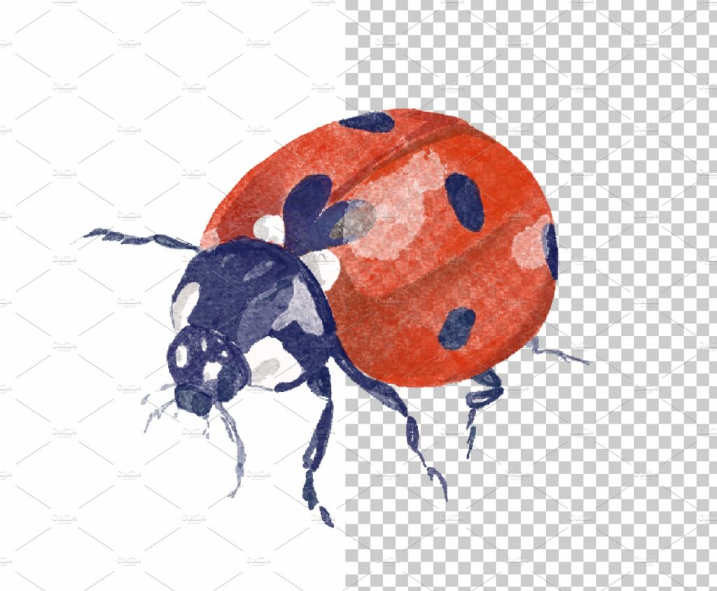Insect Watercolor clipart. – MasterBundles