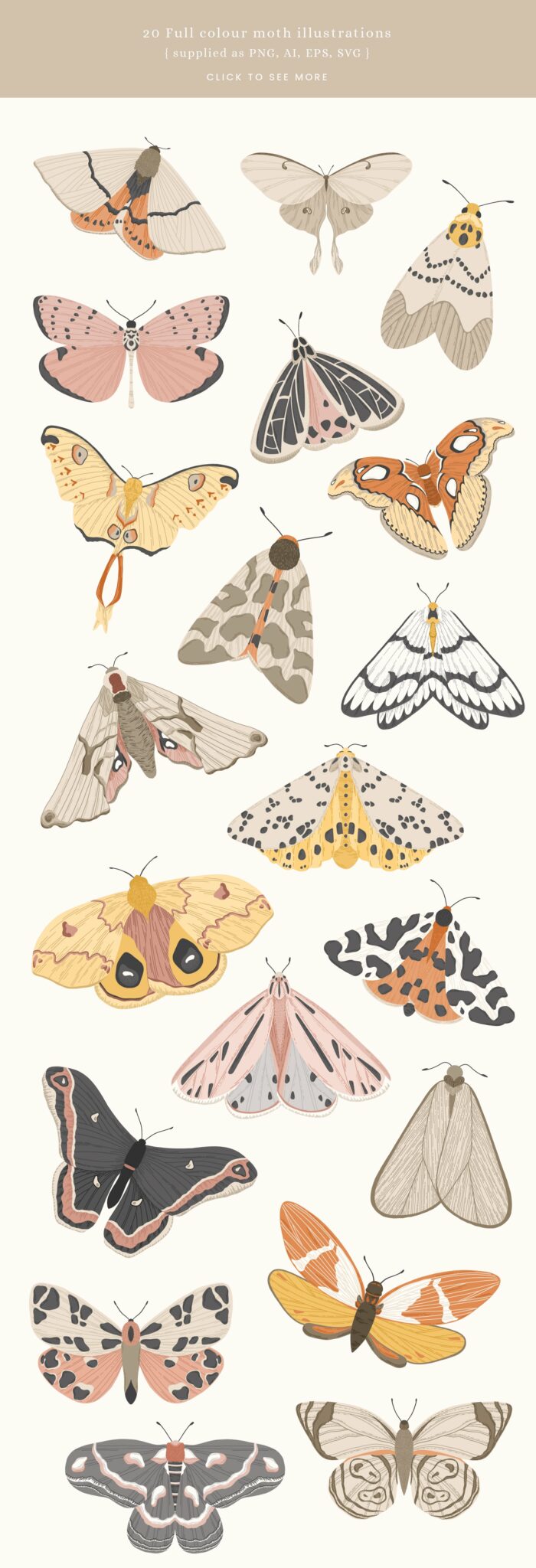 Moths Vector Illustrations – MasterBundles