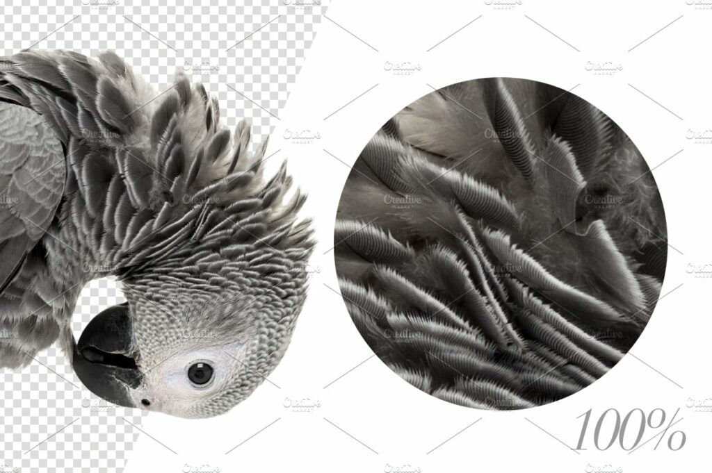 20 Birds - Cut-out High Res Pictures – MasterBundles