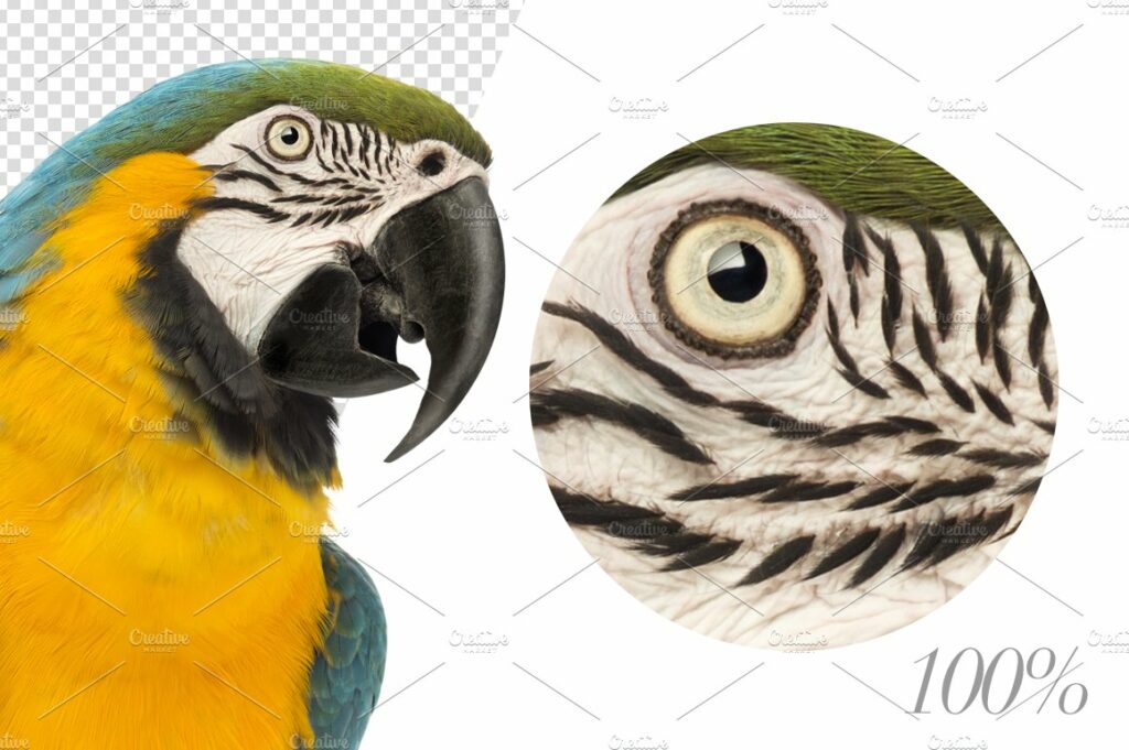 20 Birds - Cut-out High Res Pictures – MasterBundles