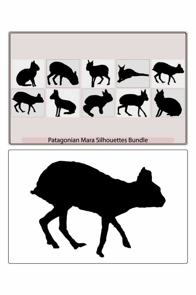 Patagonian mara rabbit,Patagonian mara rabbit,Patagonian mara vector ...
