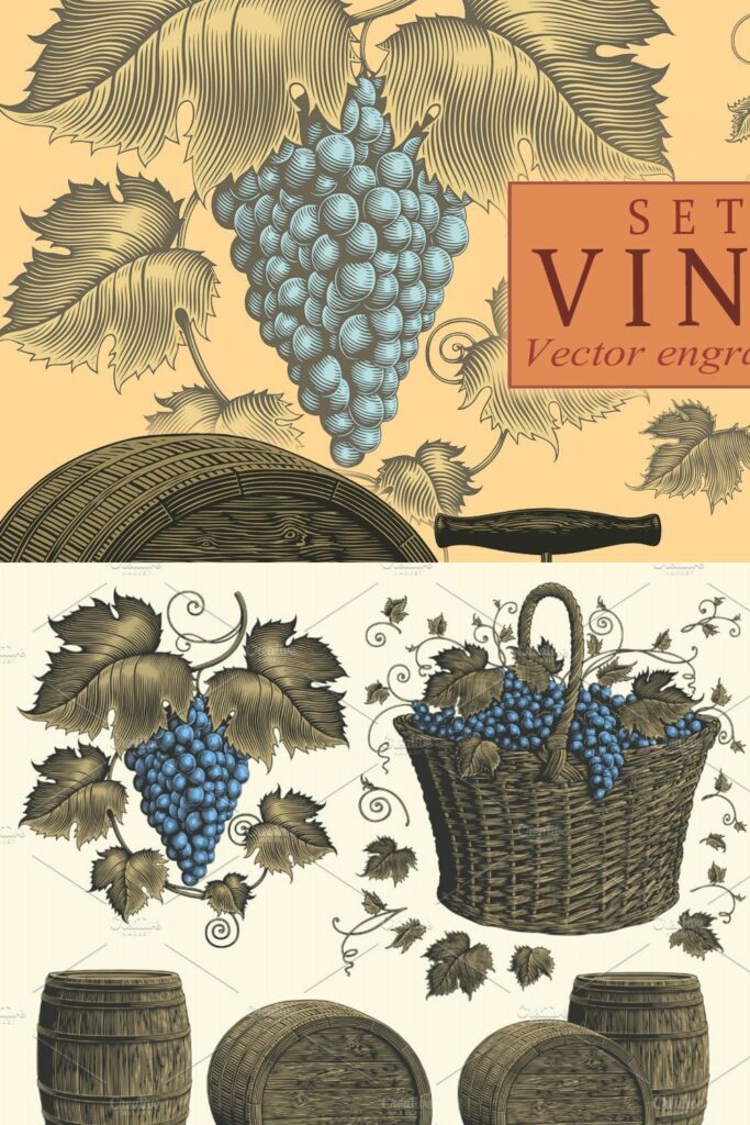 Design set Vine. Vector engraving – MasterBundles