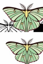 Luna Moth Vector Graphic Set – MasterBundles