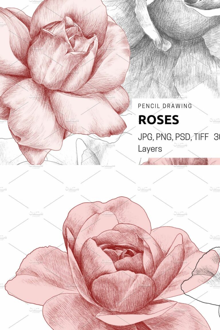 Roses pencil drawing – MasterBundles